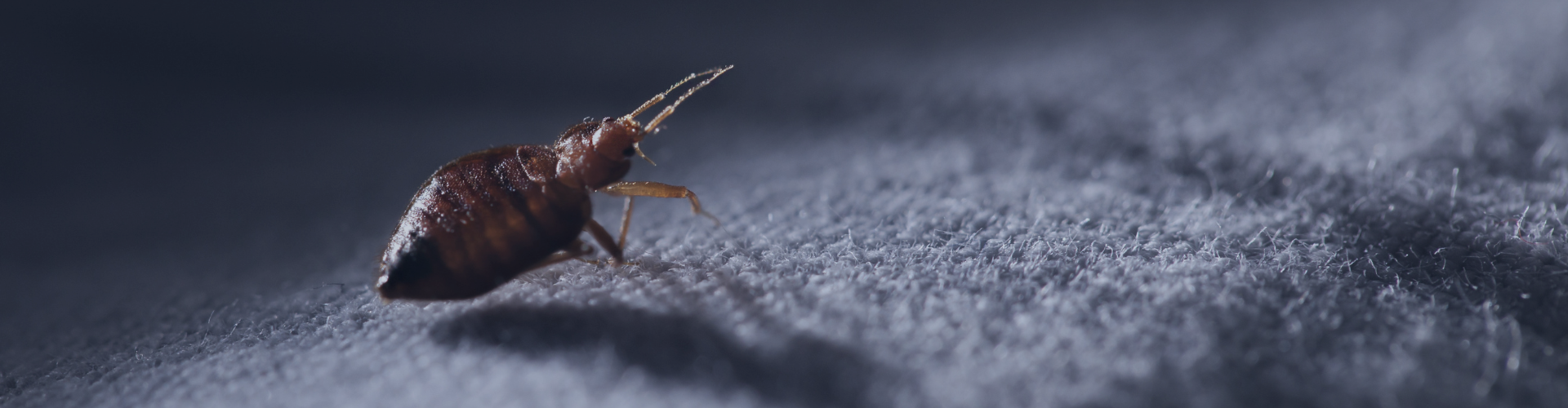 Bed Bug Control - Heat Wave Pest