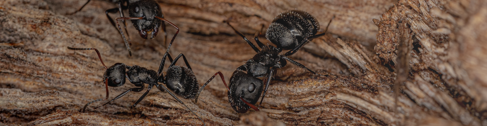 Carpenter Ant Control - Heat Wave Pest