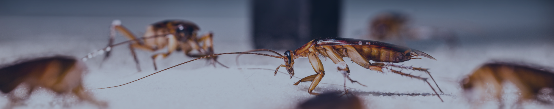 Pest Guide - Heat Wave Pest