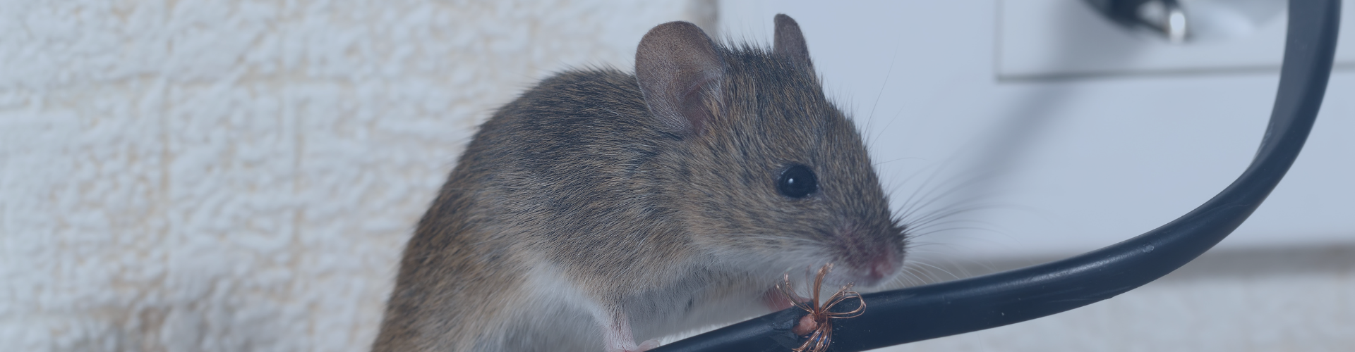 Rodent Control - Heat Wave Pest