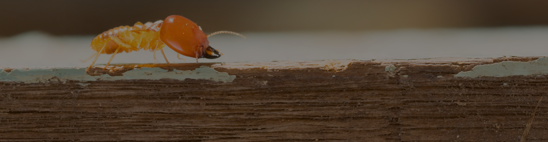 Termite Control - Heat Wave Pest