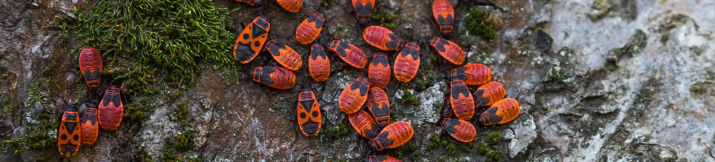 Boxelder Bug - Heat Wave Pest