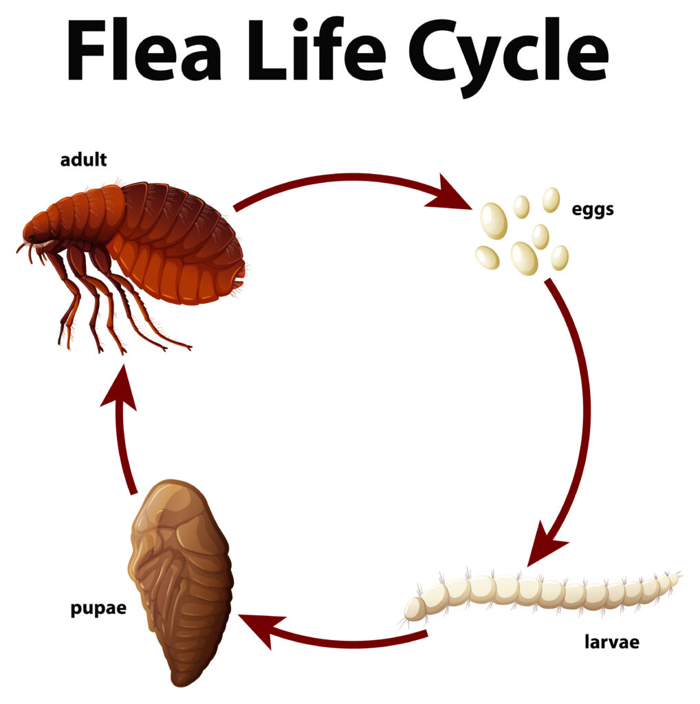 Flea Control - Heat Wave Pest