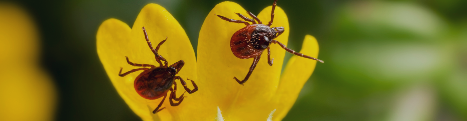 Tick Control - Heat Wave Pest