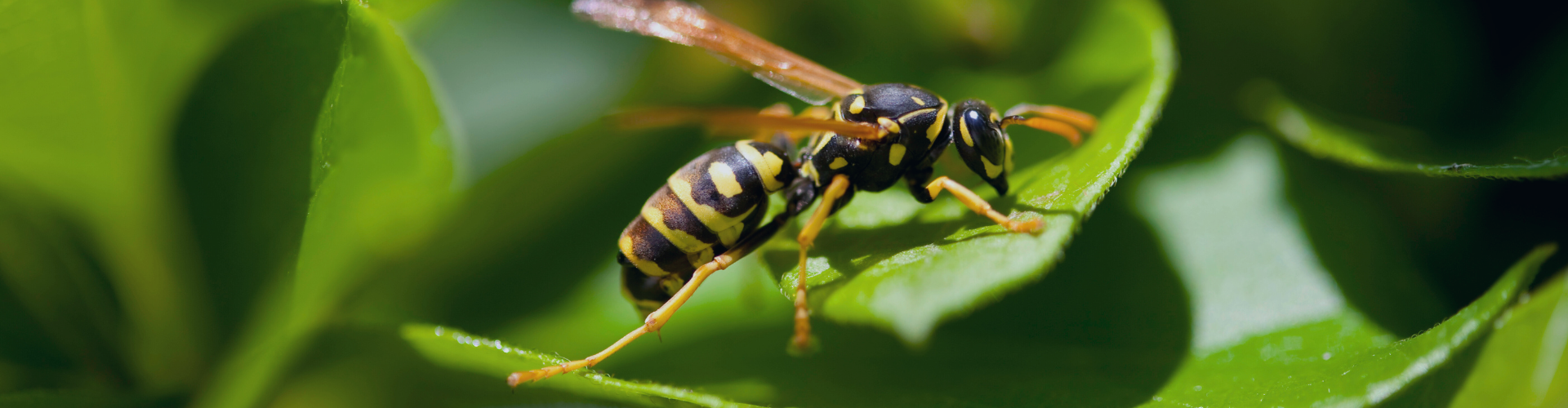 Wasp Control - Heat Wave Pest