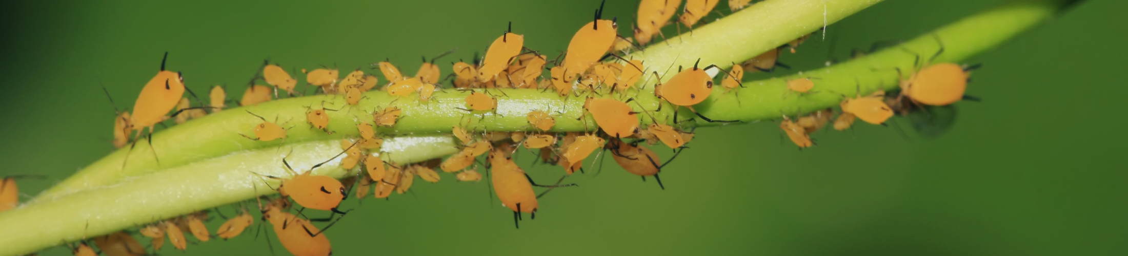 Aphid Control - Heat Wave Pest