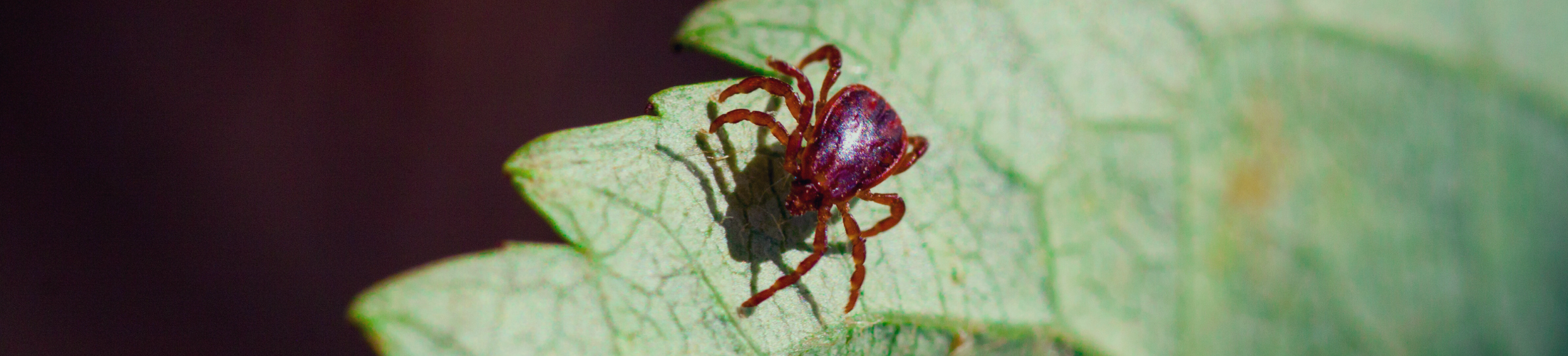 Chigger Control - Heat Wave Pest