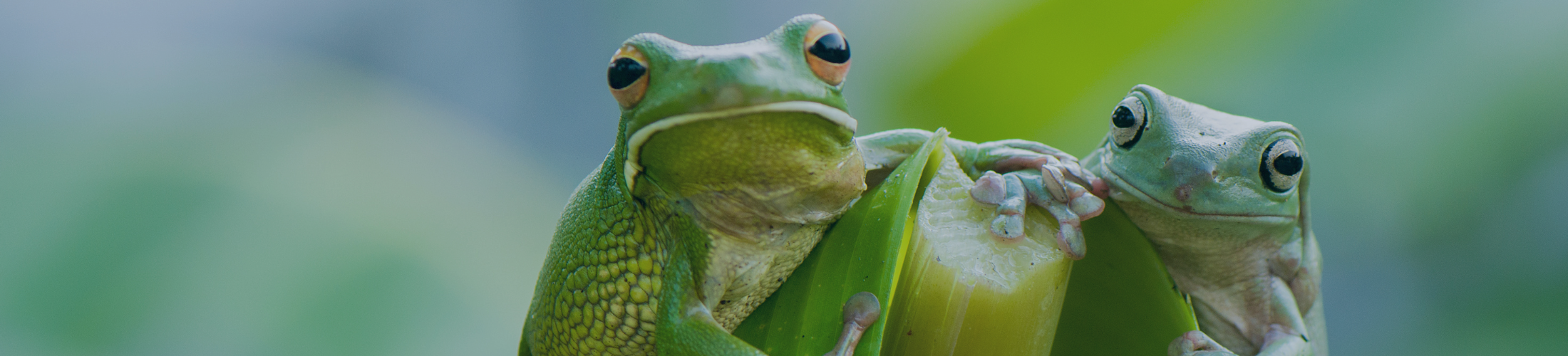 Frog Control - Heat Wave Pest