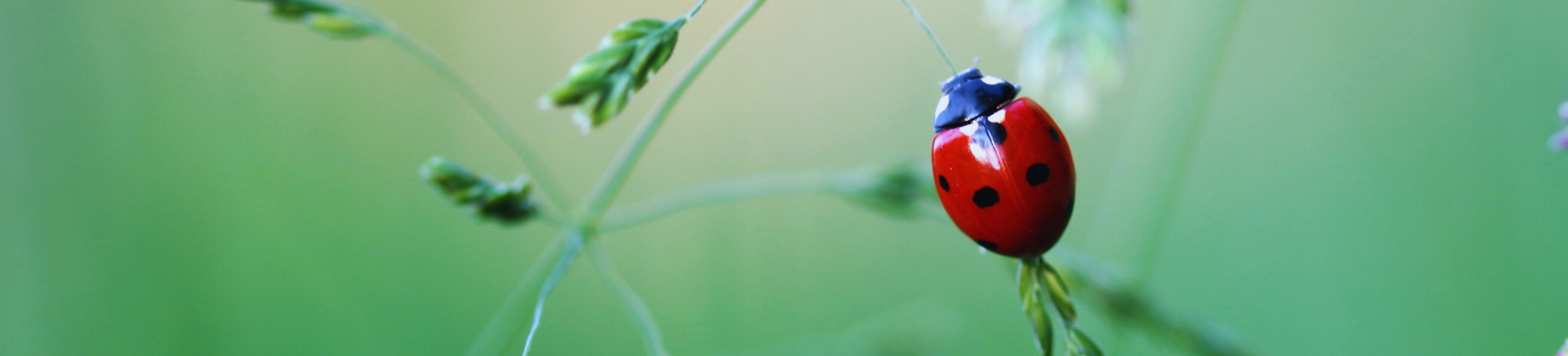 Ladybug Control - Heat Wave Pest