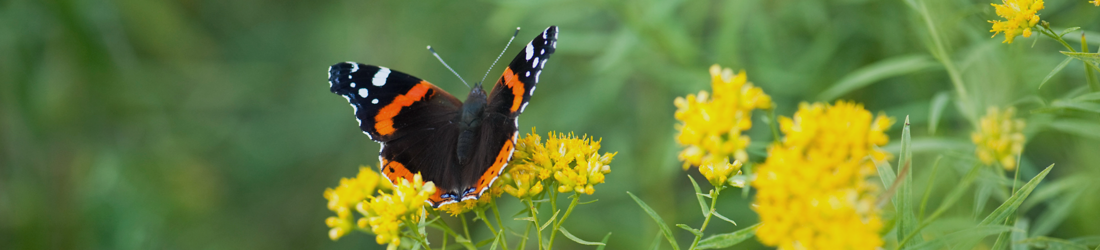 Butterfly Control - Heat Wave Pest