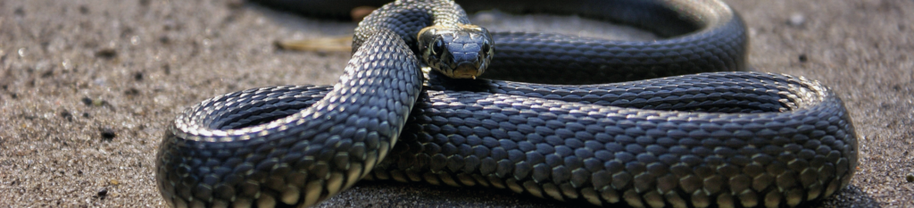 Snake Control - Heat Wave Pest