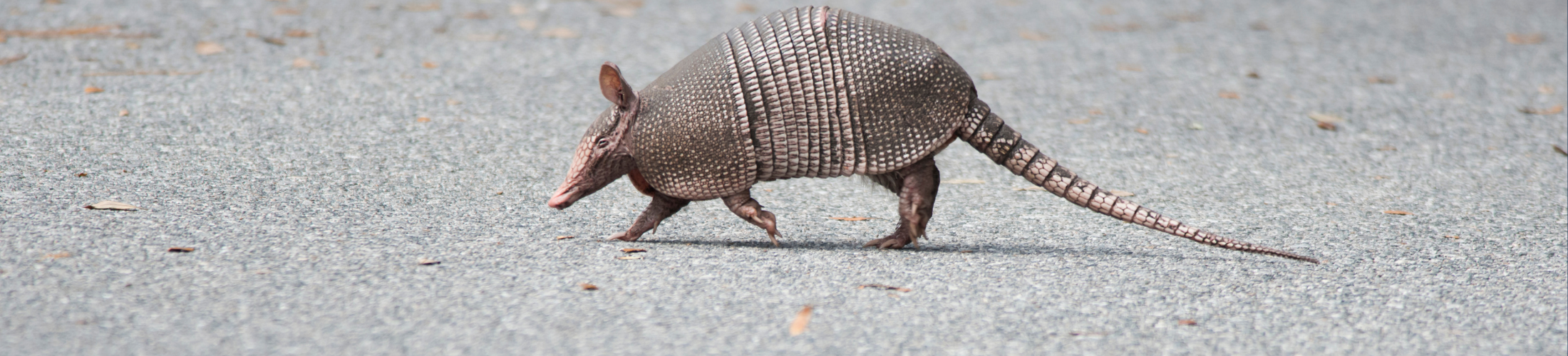 Armadillo Control - Heat Wave Pest