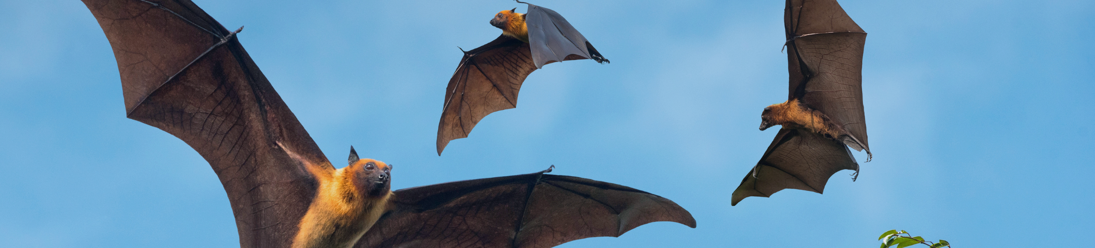 Bat Control - Heat Wave Pest