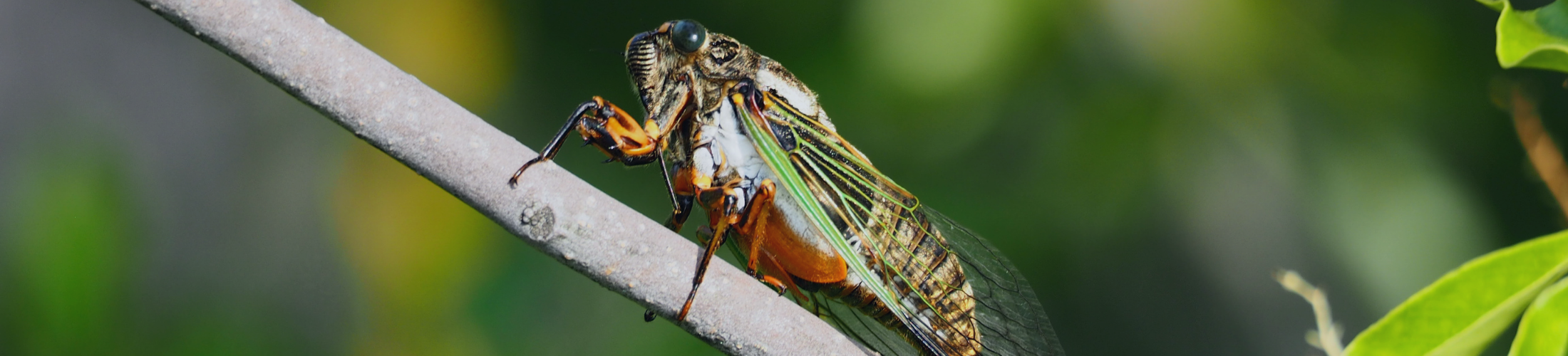 Cicada Control - Heat Wave Pest