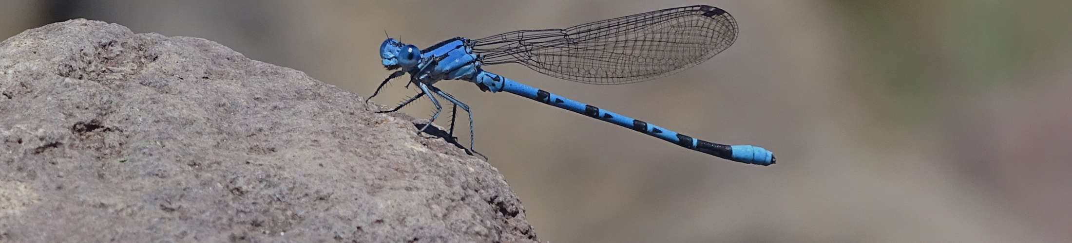 Dragonfly Control - Heat Wave Pest