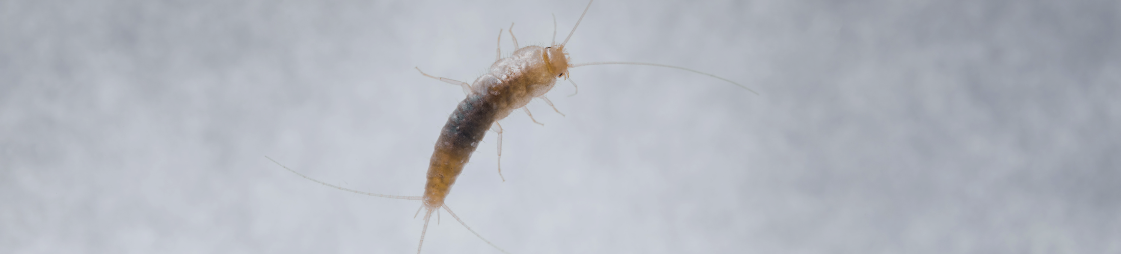 Firebrat Control - Heat Wave Pest