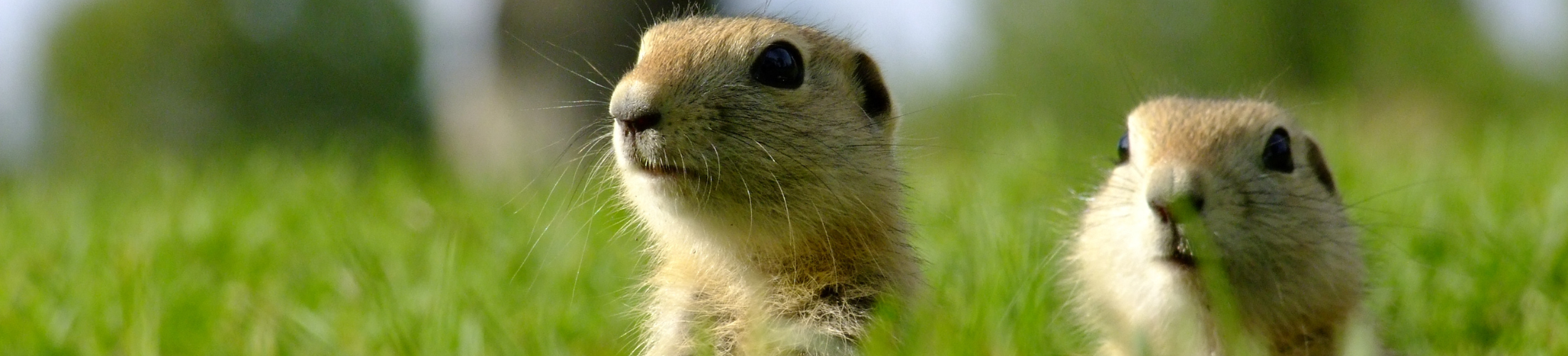 Gopher Control - Heat Wave Pest