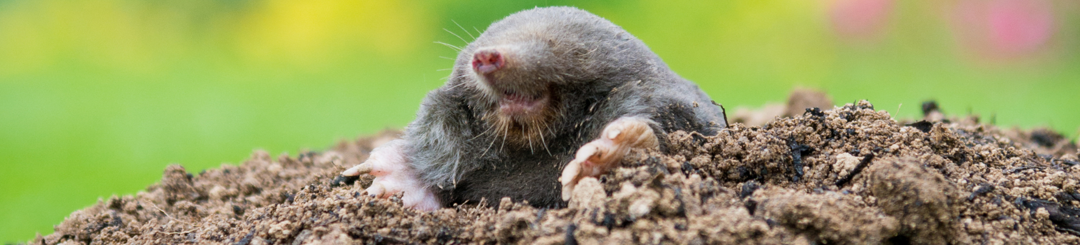 Mole Control - Heat Wave Pest