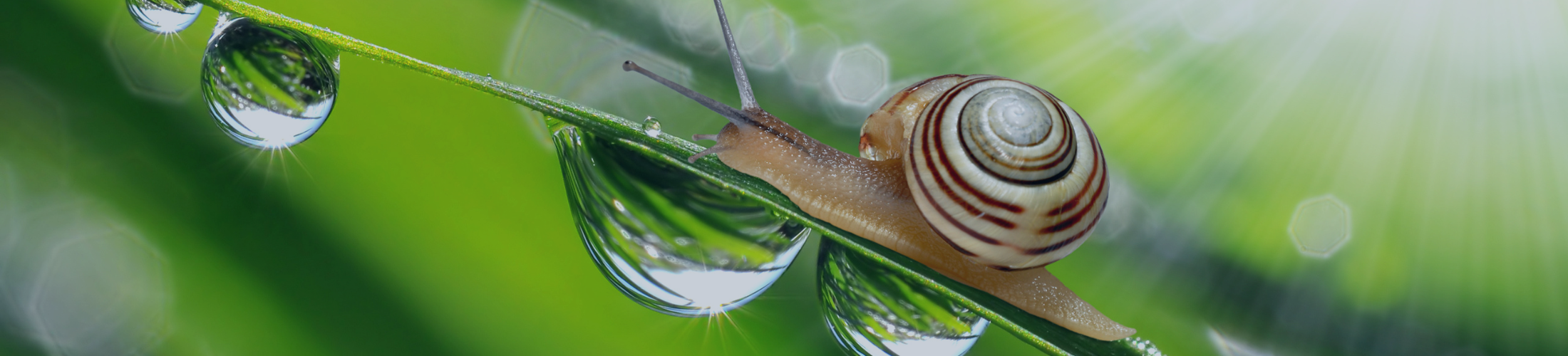 Snail Control - Heat Wave Pest