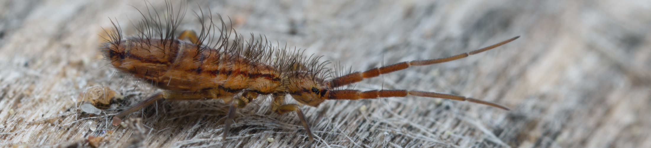 Springtail Control - Heat Wave Pest