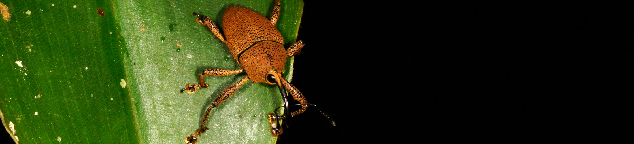 Weevil Control - Heat Wave Pest